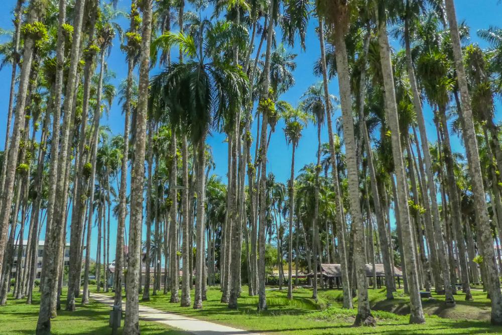 De Palmentuin is een bezienswaardigheid in Paramaribo